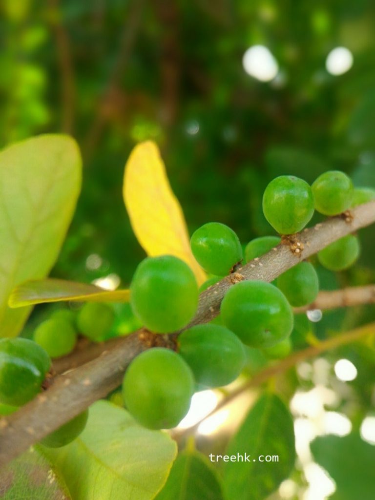 土蜜樹 Bridelia tomentosa - Green Touch 香港常見樹木園藝生活