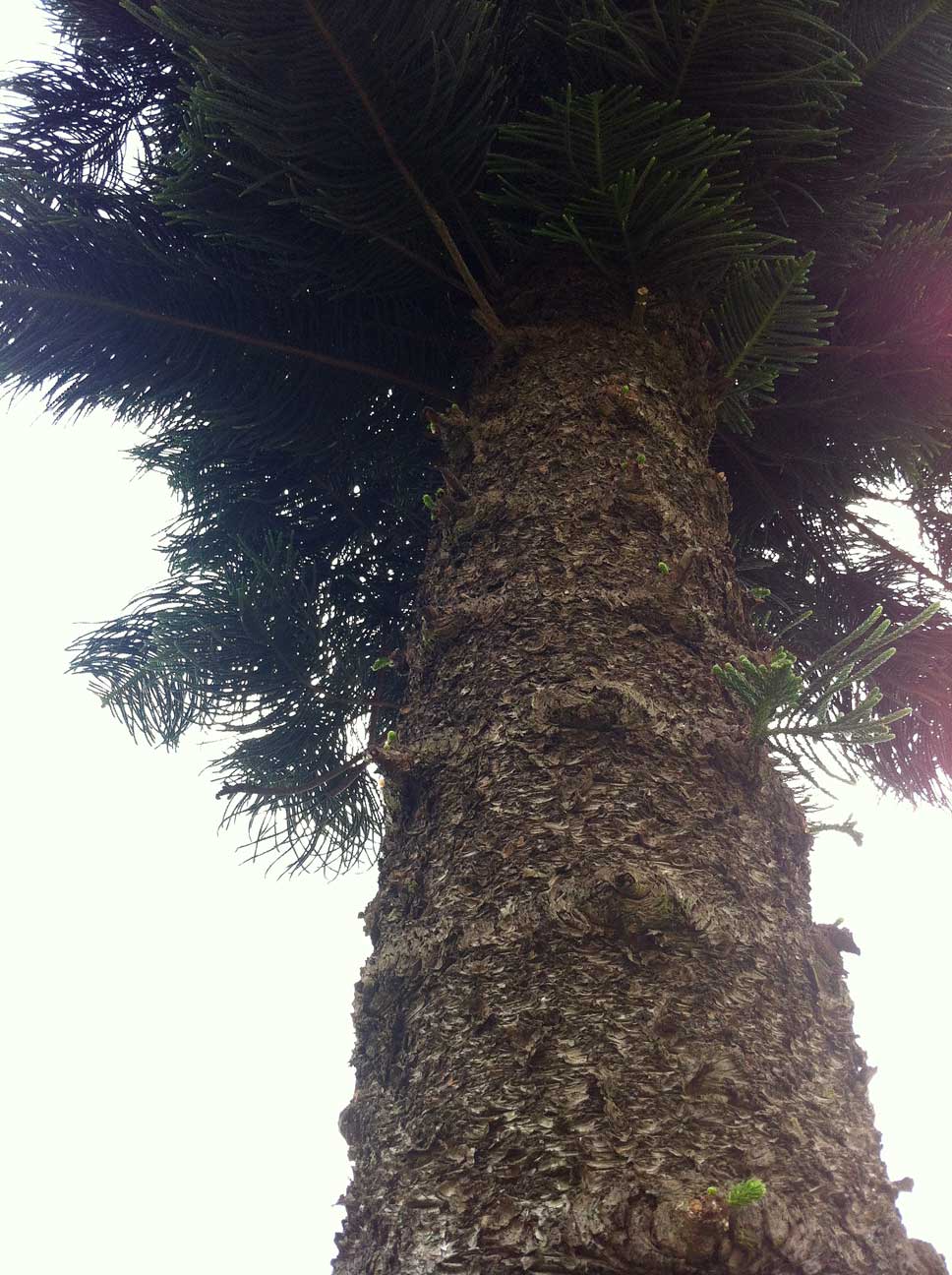 肯氏南洋杉 - Green Touch 香港常見樹木園藝生活
