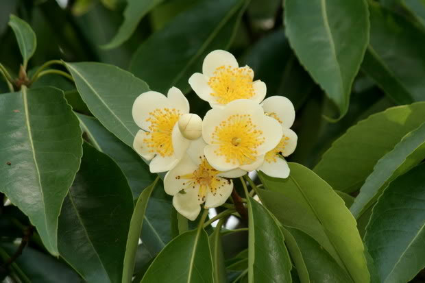 木荷 Schima superba - Green Touch 香港常見樹木園藝生活